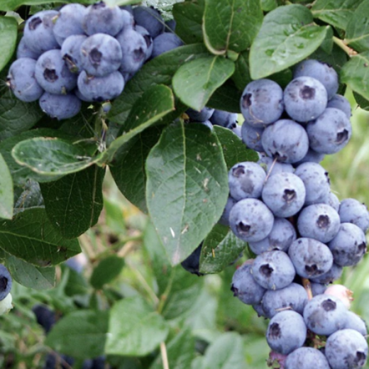 Blueberry Brigitta – CleanGROW