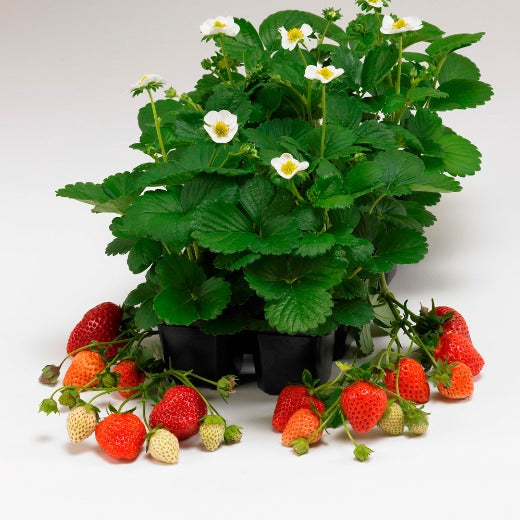 Strawberry Loran – CleanGROW