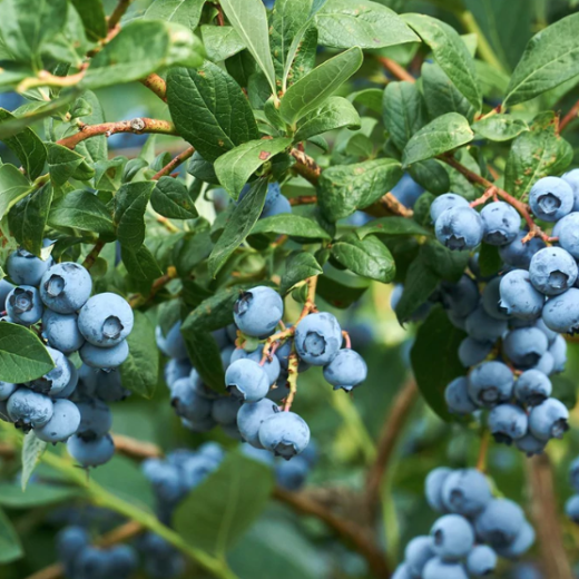 Blueberry Powder Blue – CleanGROW