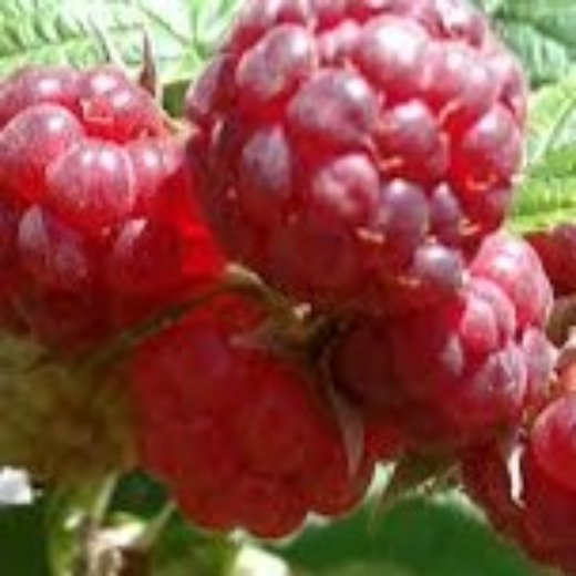 Raspberry Clyde Purple – CleanGROW