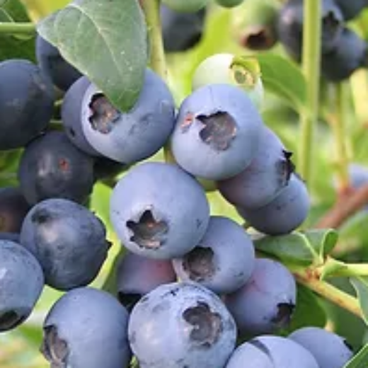 Blueberry Biloxi – CleanGROW