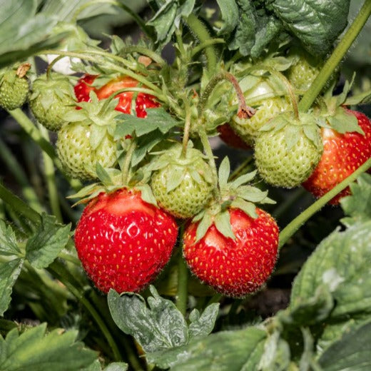 Strawberry Delizz – CleanGROW